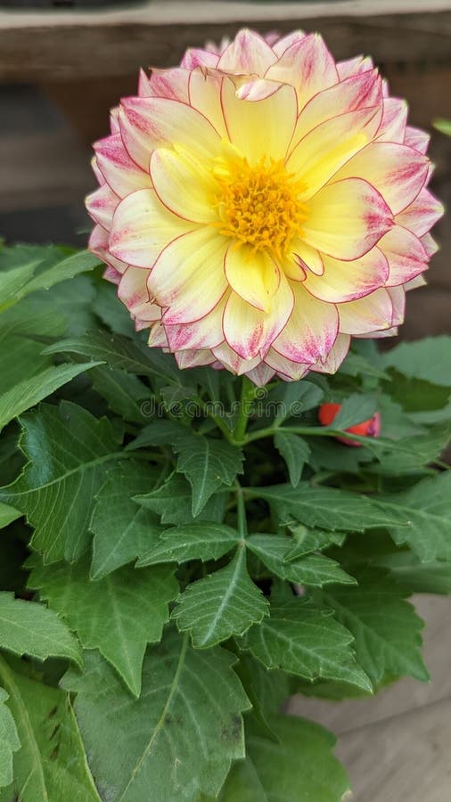 Flowers from Boyaca Colombia Stock Photo - Image of garden, pink: 260474614