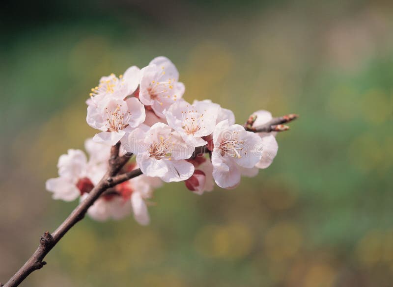 Flowers on branch stock image. Image of pink, broomed, leaves - 943445