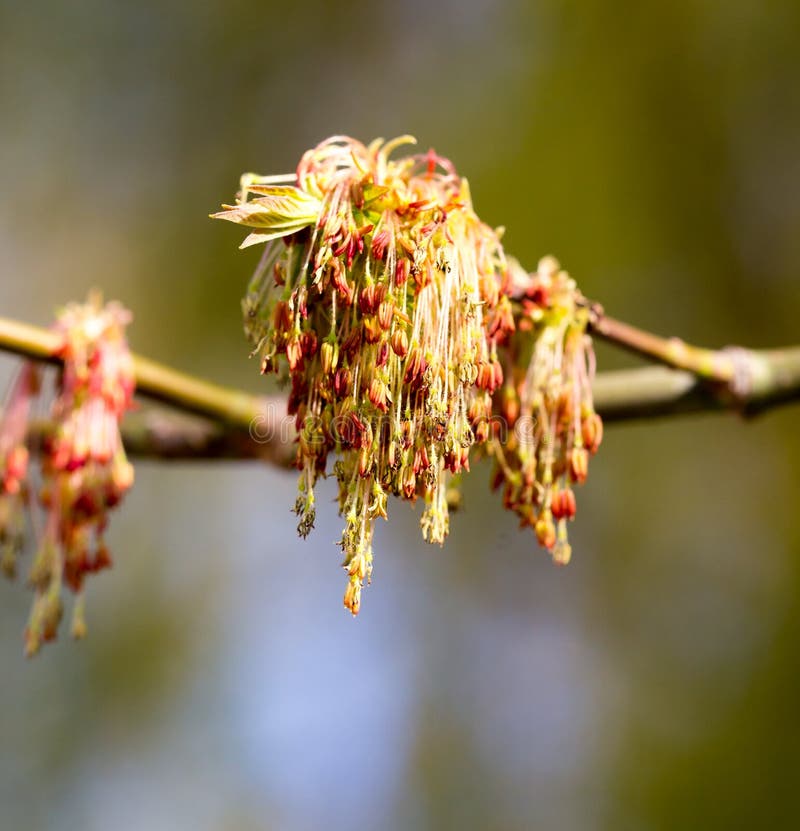 Flowers on the Branches of Maple in Spring Stock Photo - Image of ...