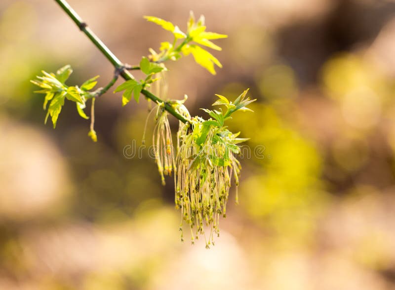 Flowers on the Branches of Maple in Spring Stock Image - Image of ...