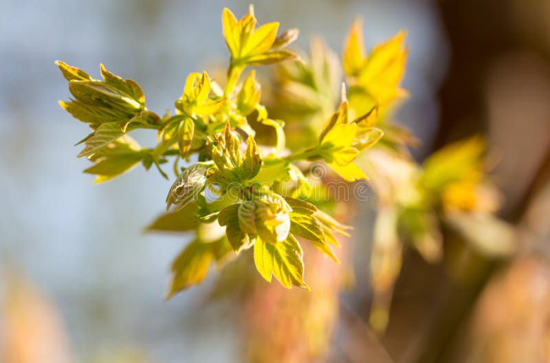Flowers on the Branches of Maple in Spring Stock Photo - Image of ...