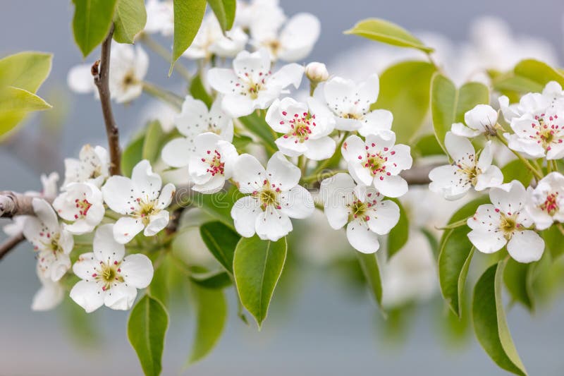 Flowers on the Branches of a Pear Tree in Spring. Stock Image - Image ...