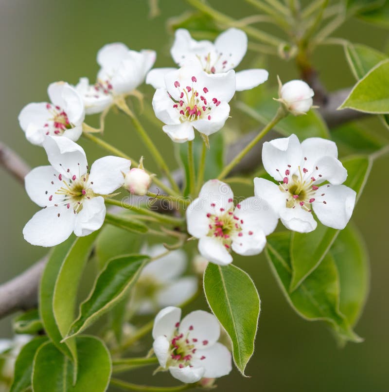 Flowers on the Branches of a Pear Tree in Spring. Stock Photo - Image ...