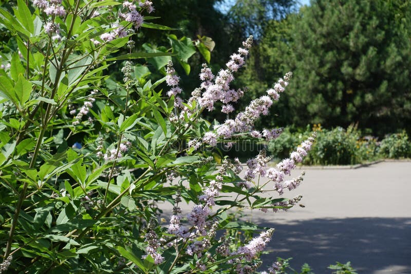 Flowers on Branches of Vitex Agnus-castus in July Stock Photo - Image ...
