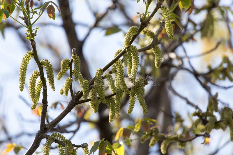 Flowers on the Branches of a Walnut Tree Stock Image - Image of life ...