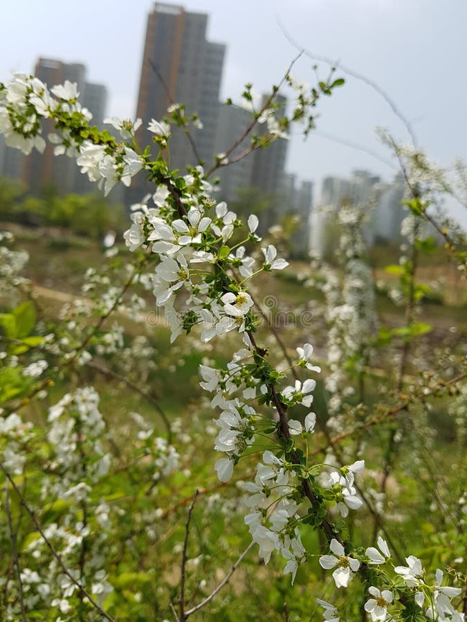 Flowers Breathing To Survive Stock Photo - Image of nature, beautiful ...