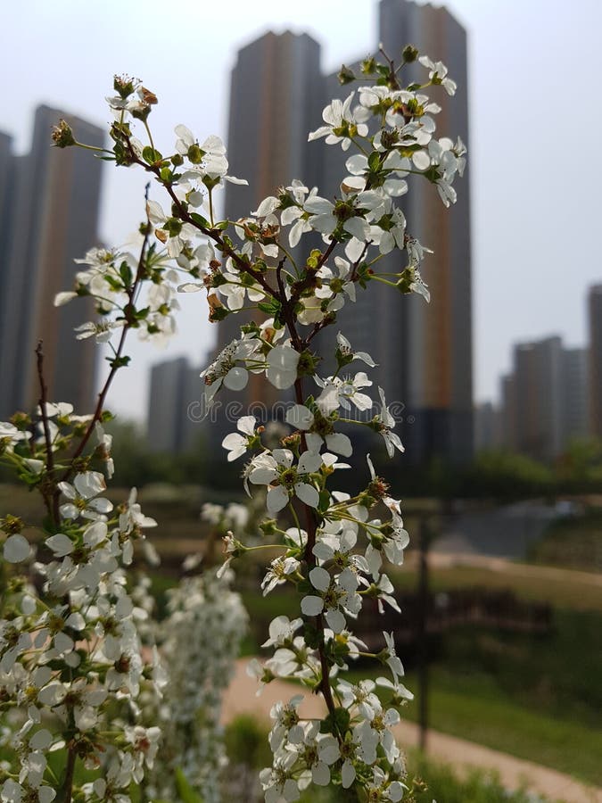 Flowers Breathing To Survive Stock Image - Image of beautiful ...