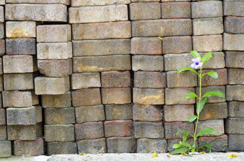 Flowers on a brick wall stock image. Image of bouquet - 93789987