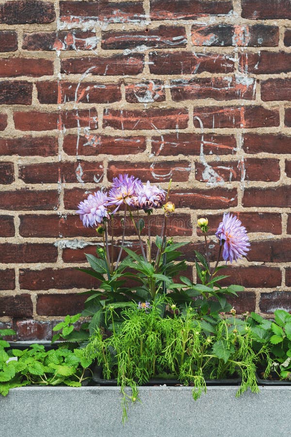 Flowers and brick wall stock photo. Image of wall, outdoors - 188483738