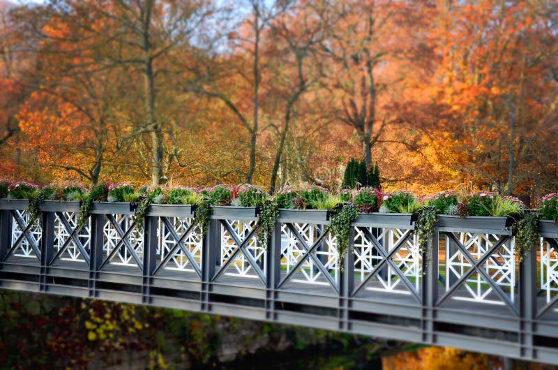 Flowers on the Bridge . Nature in Autumn Stock Photo - Image of ...