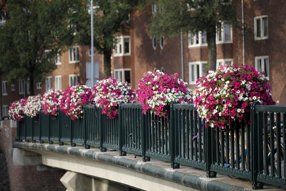 Flowers on a bridge stock image. Image of flowers, colorful - 49100733