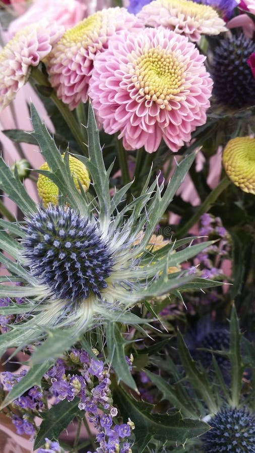 Flowers stock photo. Image of flowers, colourful, bright - 93650602