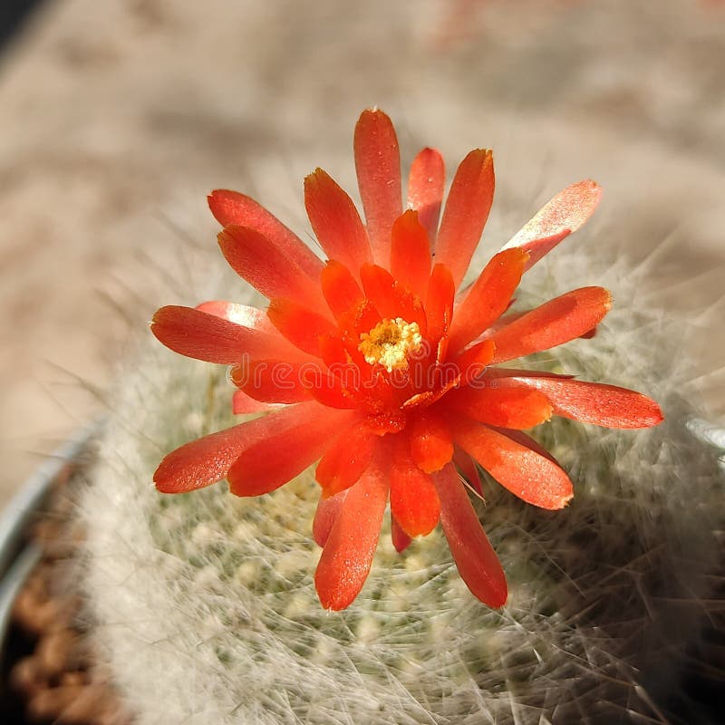 The Flowers of Bright Orange Cactus Stock Photo - Image of nature ...