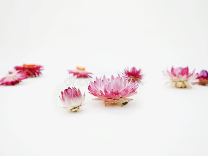 Flowers Bright Perspective. Flower Composition Stock Photo - Image of ...