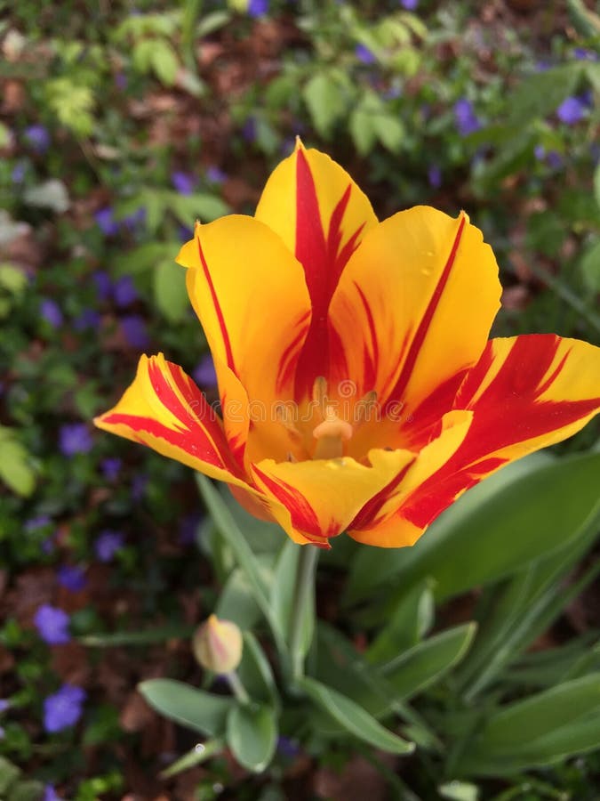 Flowers editorial photo. Image of bright, spring, flowers - 54457591