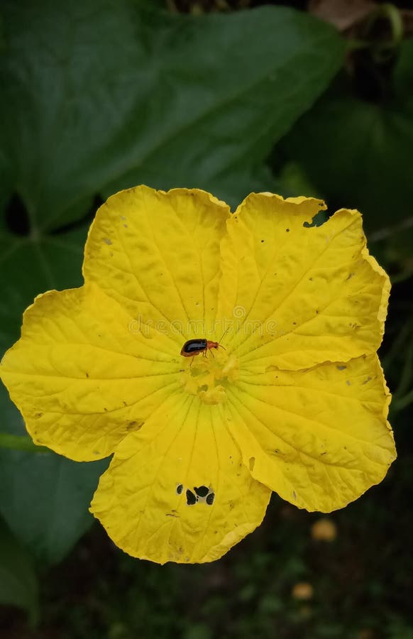 Flowers brittle vegetables stock photo. Image of tree - 232189150
