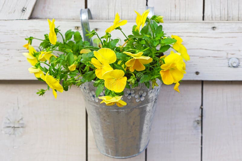 Flowers in bucket stock photo. Image of wall, decor, plant - 57153132