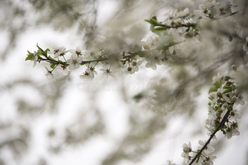 Flowers Budding on a Branch in the Spring Stock Photo - Image of ...