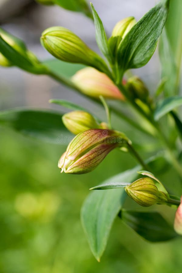 Spring Onion flower stock image. Image of flowers, flower - 43083725