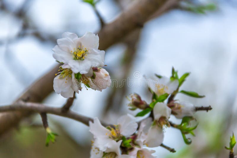Flowers and Buds on a Branch of Almond Tree Against the Sky Stock Image ...