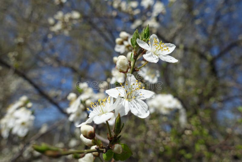 3 Flowers and Buds on Branch of Plum in April Stock Image - Image of ...