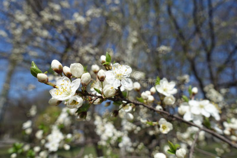 Flowers and Buds on Branch of Plum in April Stock Image - Image of ...