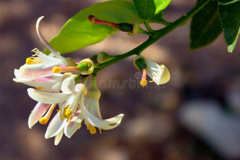 Flowers Buds Lemon Tree Branches Citrus Flowering Selective Focus Stock ...