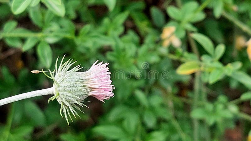 Flowers Buds Ready for Bloom Stock Photo - Image of plants, garden: 312708074