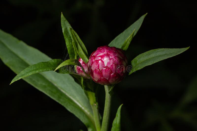 Flowers and Buds of Sand Immortelle with Water Drops Stock Photo ...