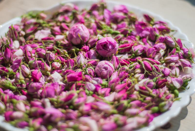 Flowers and Buds of Tea Rose in Spring. Stock Image - Image of blooming ...