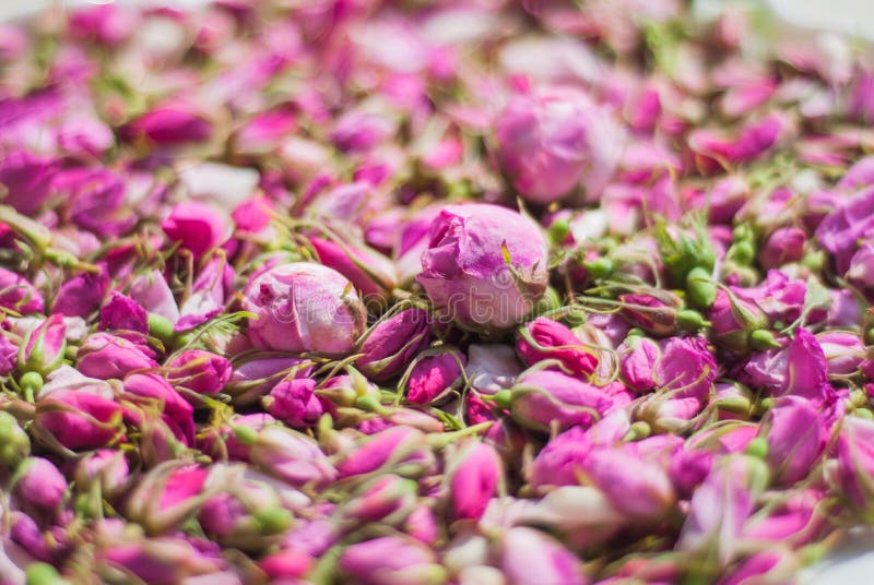 Flowers and Buds of Tea Rose in Spring. Stock Photo - Image of scattern ...