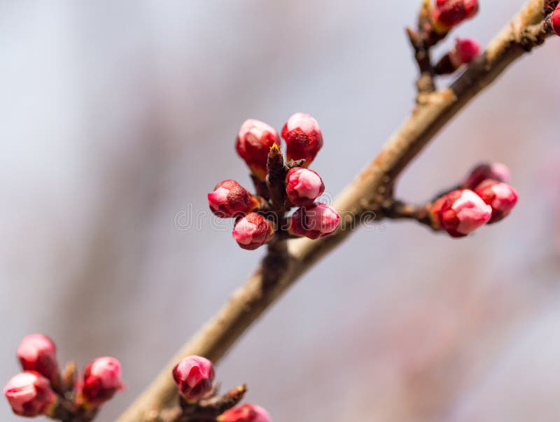 Flowers in the Buds on a Tree Branch Stock Image - Image of natural ...