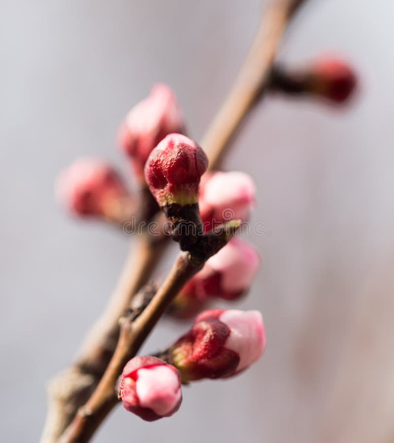 Flowers in the Buds on a Tree Branch Stock Photo - Image of floral ...