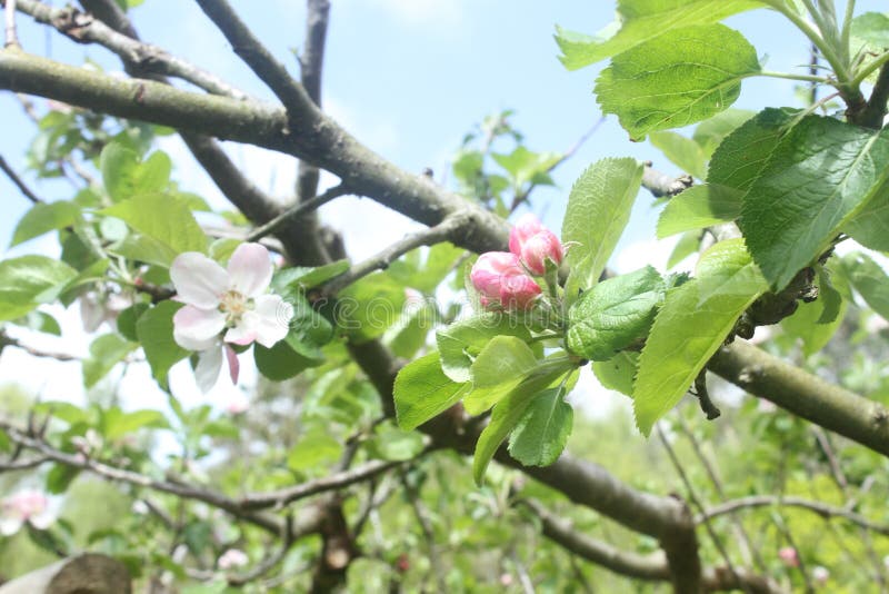 Flowers in buds on trees stock image. Image of buds, angular - 98163485