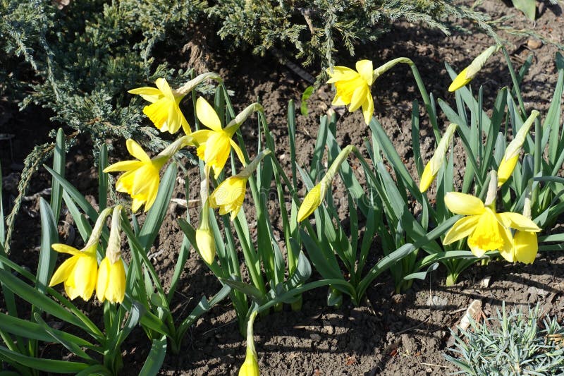 Flowers and Buds of Yellow Daffodils in Mid March Stock Image - Image ...