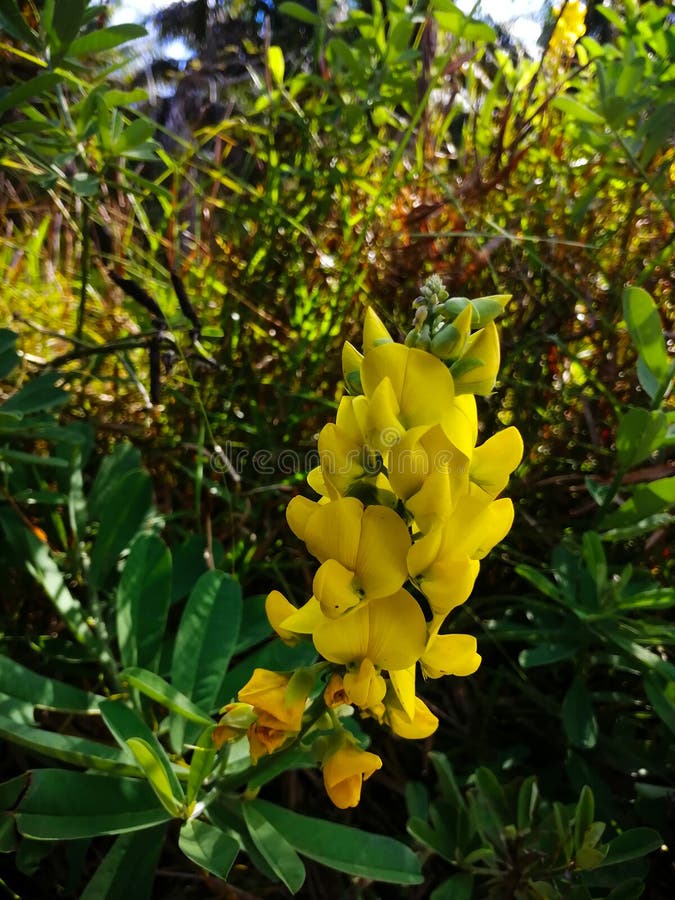 Bunga2 Stock Photos - Free & Royalty-Free Stock Photos from Dreamstime