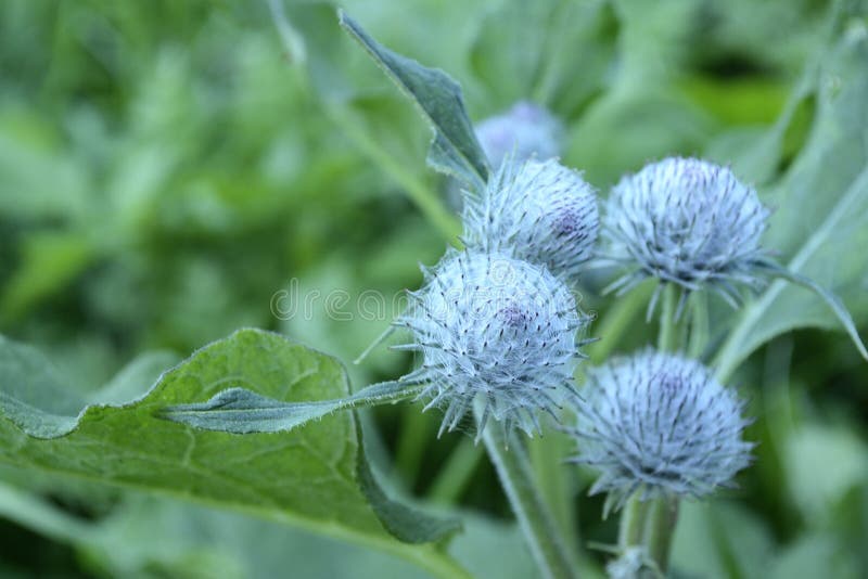 Tenacious Inflorescences Stock Photos - Free & Royalty-Free Stock ...