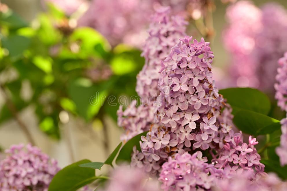 Flowers in a bush setting stock image. Image of growth - 317557297