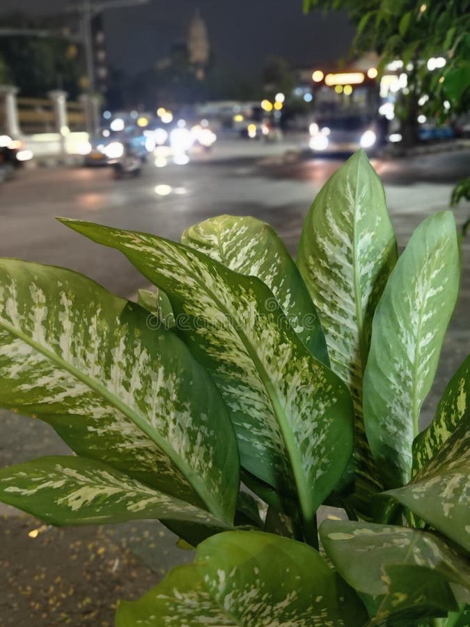 Bustling Metropolis, Captured from a Ground-level Perspective. the ...