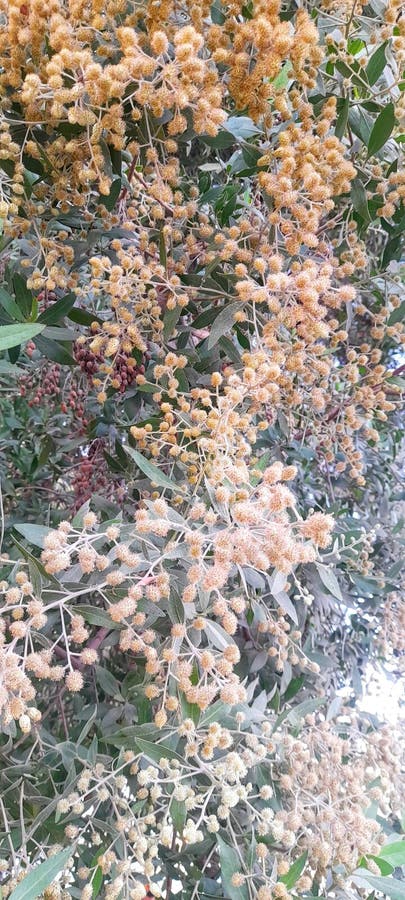 The Flowers of the Buttonwood Tree or Conocarpus Erectus (Latin).high ...