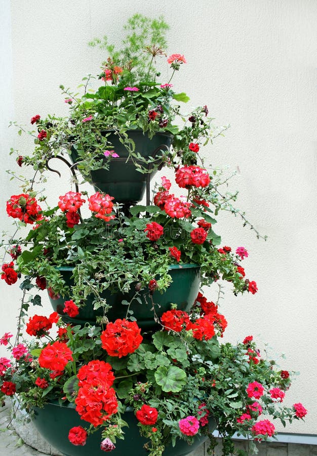 Flowers in cache-pot stock photo. Image of flower, pink - 5763552