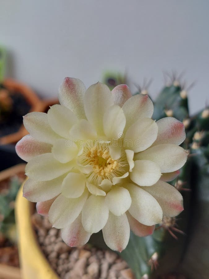 Flowers from cactus stock photo. Image of blossom, wildflower - 255420214