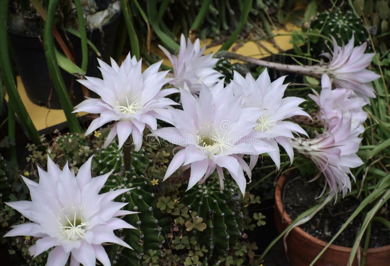 Flowers of Cactus in the Summer Stock Image - Image of beauty, easter ...
