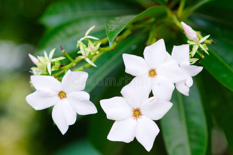 Flowers of a Calabash Tree stock photo. Image of blooming - 217590204