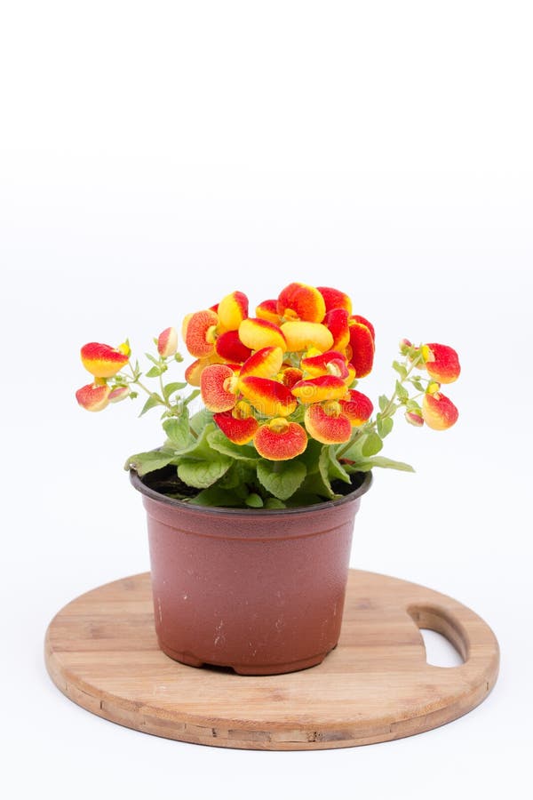 Flowers Calceolaria in Red and Yellow Colors with Copy Space Stock ...