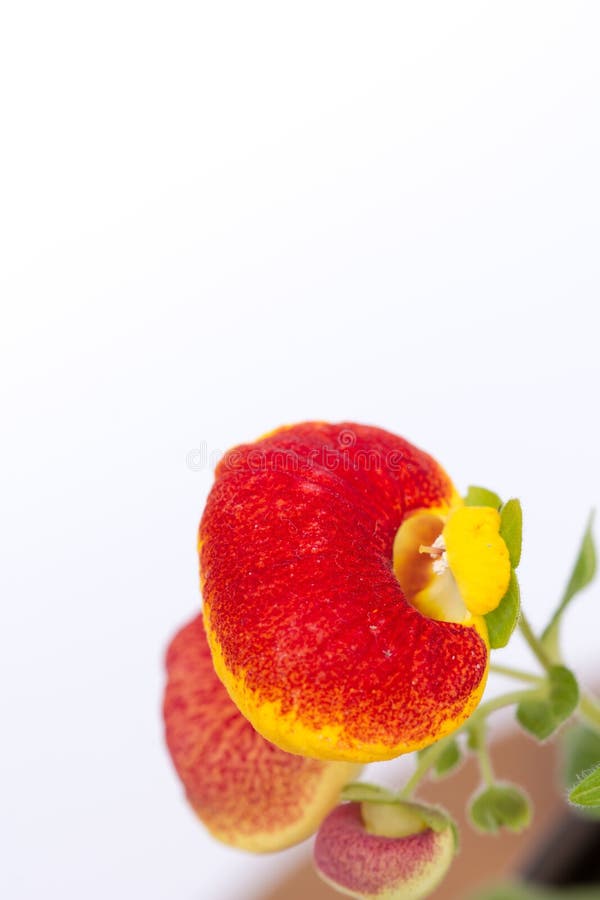 Flowers Calceolaria in Red and Yellow Colors with Copy Space Stock ...