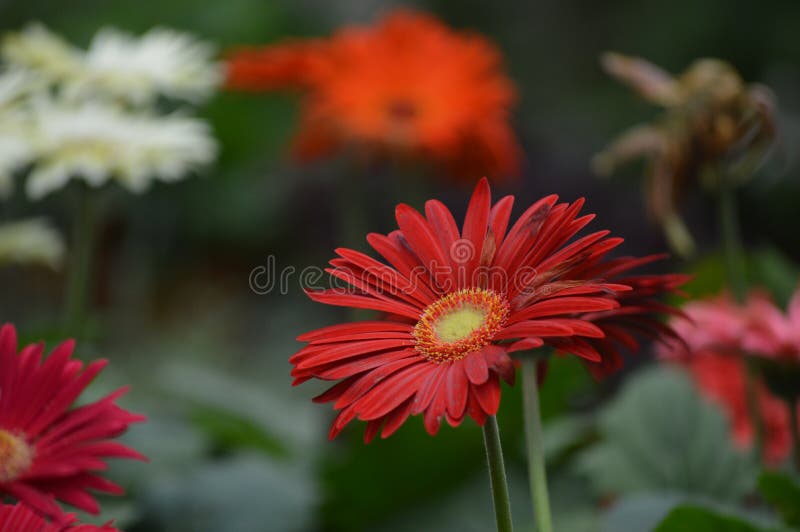Flowers in Cameron Highlands Malaysia Stock Photo - Image of flowers ...