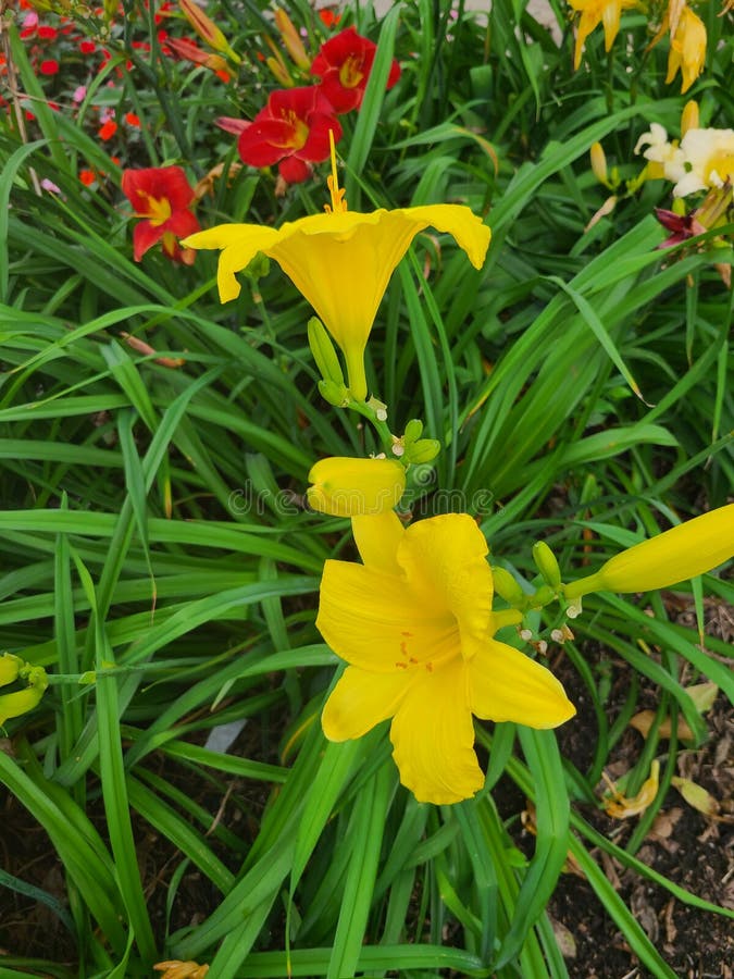 Flowers of Campus stock image. Image of plant, flower - 224659037