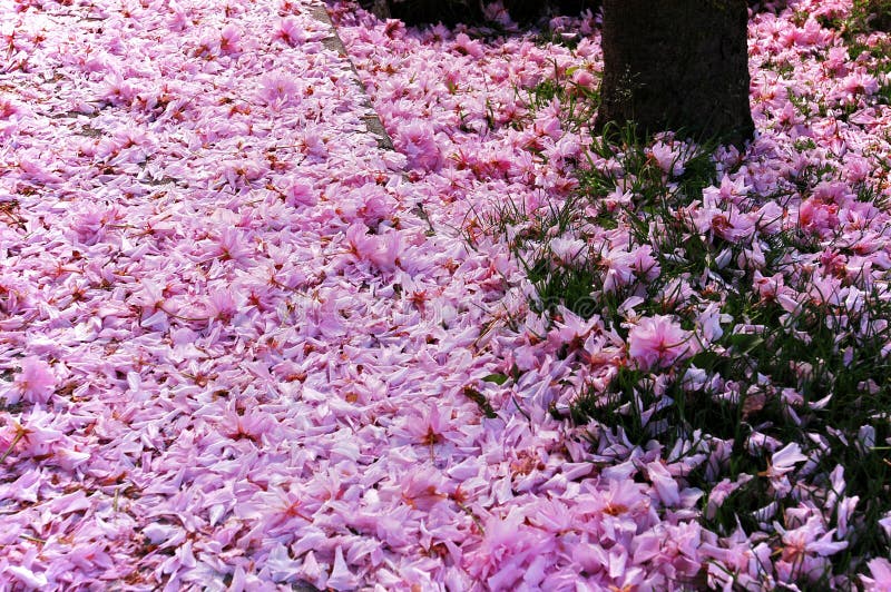 Flowers, Canada stock image. Image of falling, backgounds - 16421919