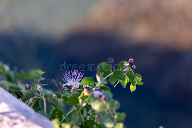 Flowers of Capers Capparis Spinosa Blooming in Summer on Blurred ...
